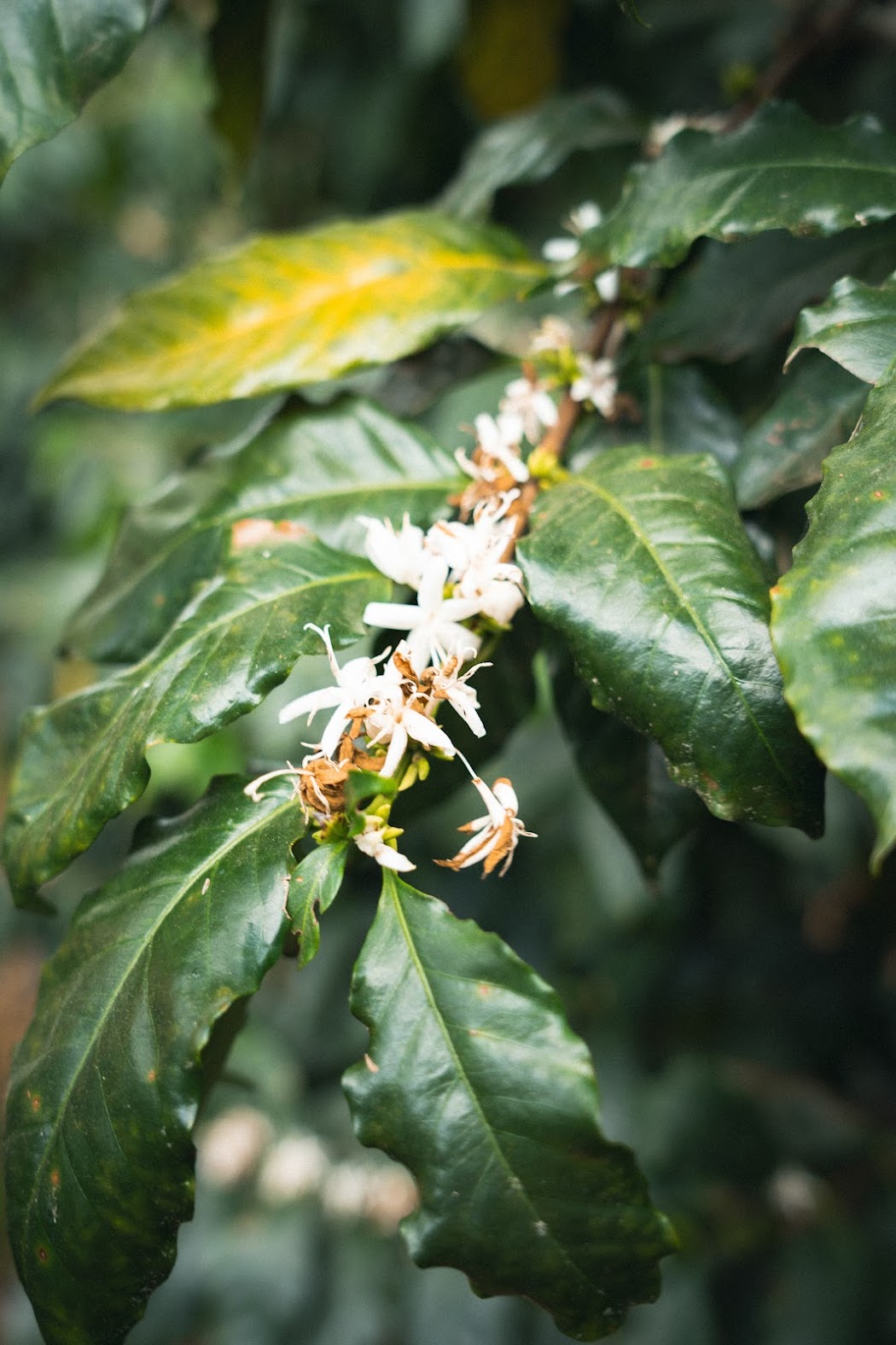 Building Trust Through Direct Trade